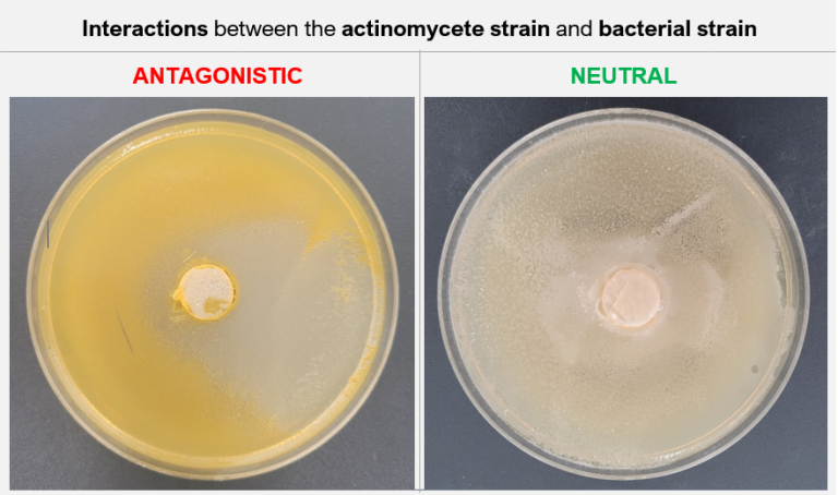 Poltegor continues work on compost for soil reclamation – findings from ...